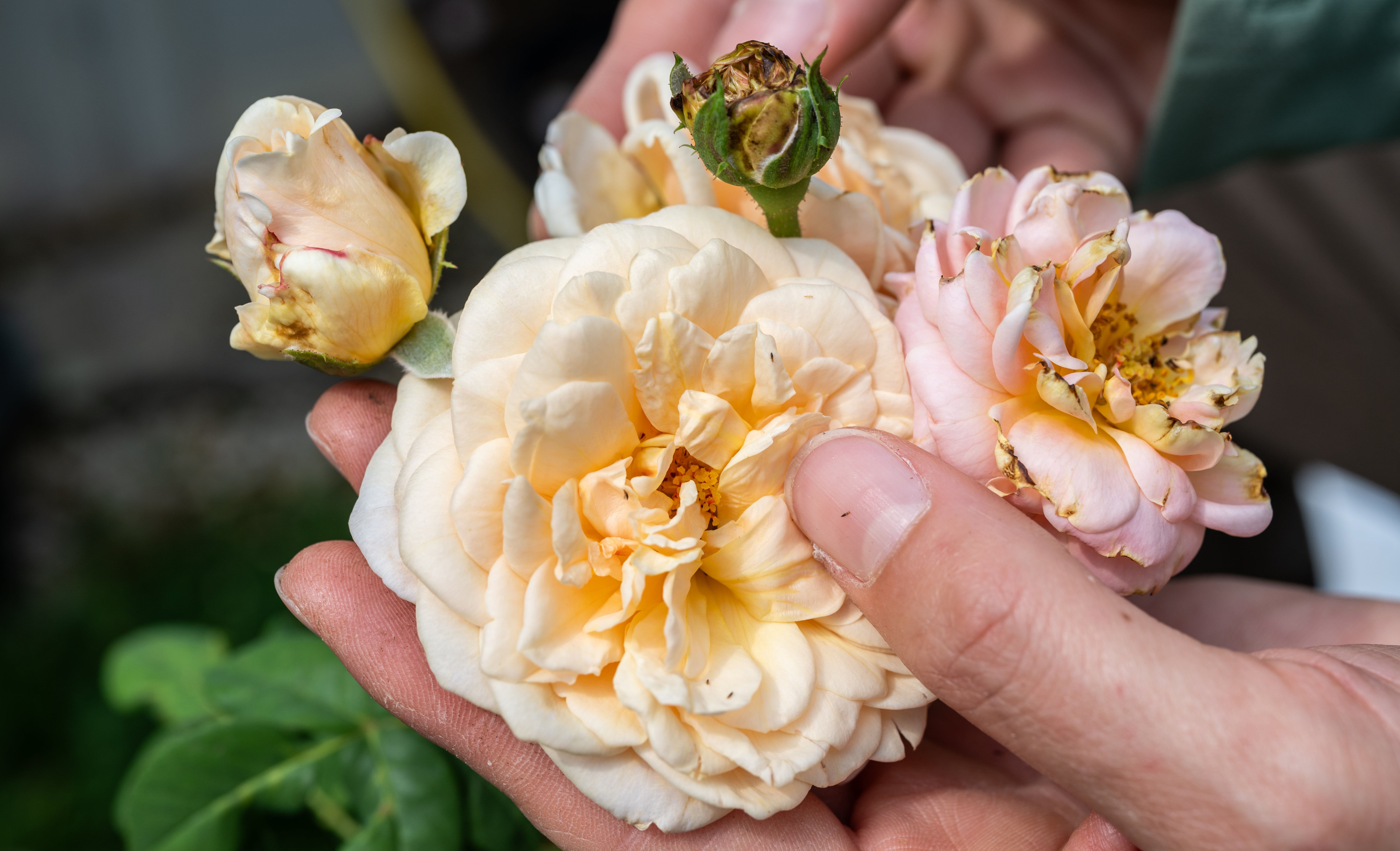 What Kinds of Pesticides to Use for Roses – April & Ashley