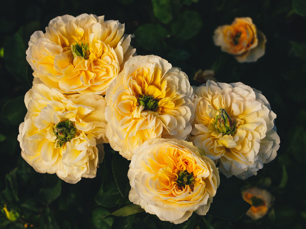 Best Rose Bushes for the Front of Your House | April & Ashley