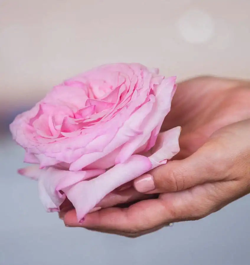 Winter Rose Care Guide: Tips for the Best Protection | April & Ashley