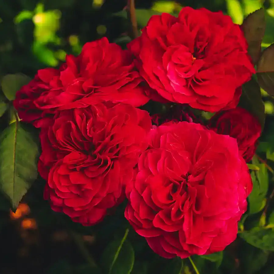 Pink Rose Bush Collection | April & Ashley – Page 2
