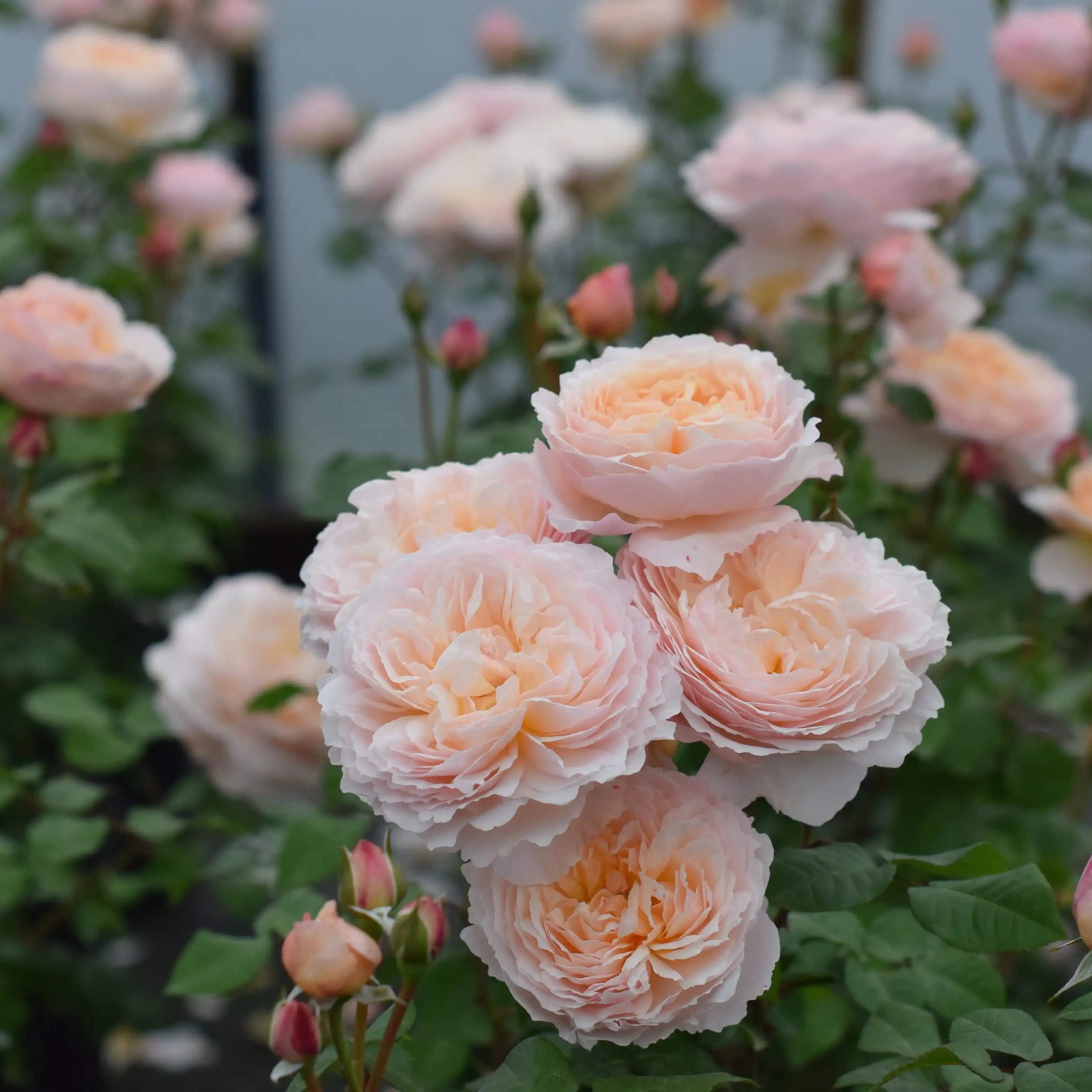 Moonlight in Paris® Soft Peach Rose | April & Ashley