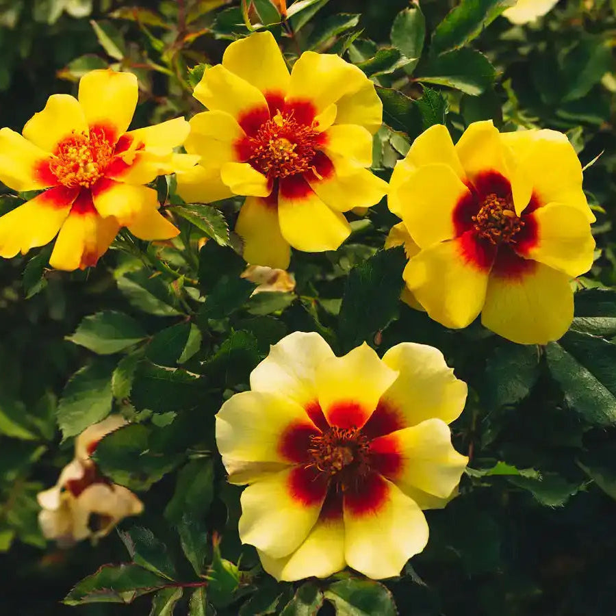 Potted Rose Bush Collection | April & Ashley – Page 2