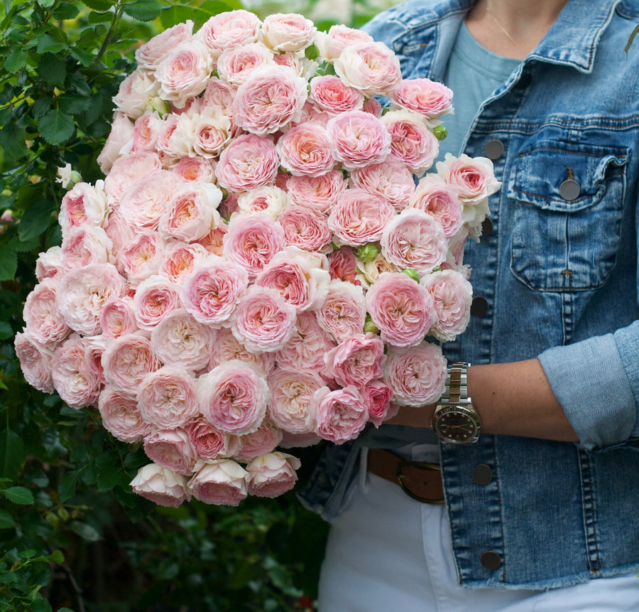 Blushing Parasol™ Pastel Pink & Peach Rose | April & Ashley