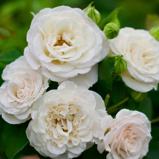 Potted Rose Bush Collection | April & Ashley – Page 2