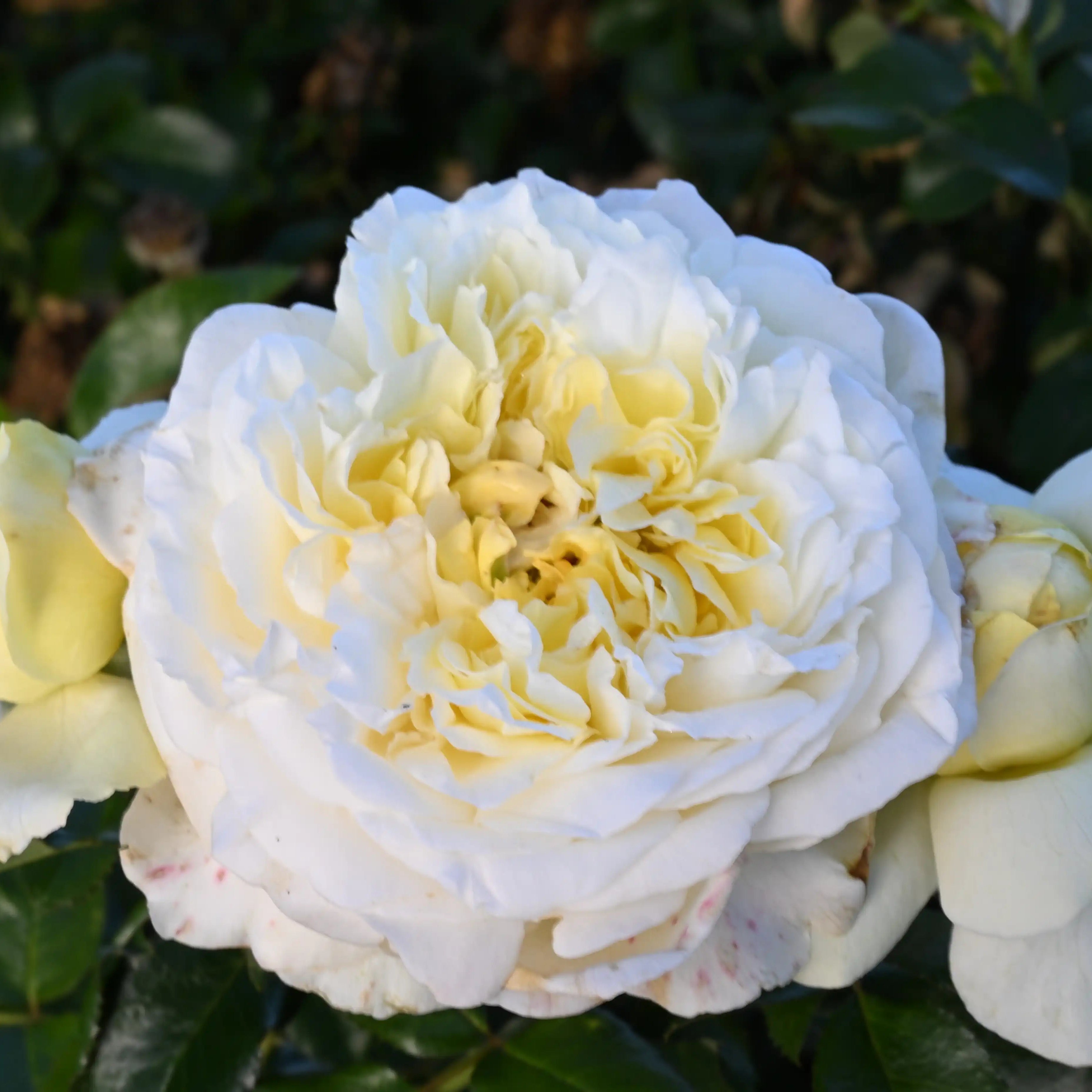 Rose de Bretagne™ – April & Ashley
