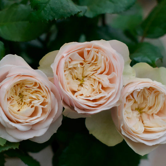 Shop Our Best-Selling Rose Bushes | April & Ashley