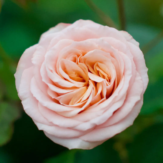 Potted Rose Bush Collection | April & Ashley – Page 2