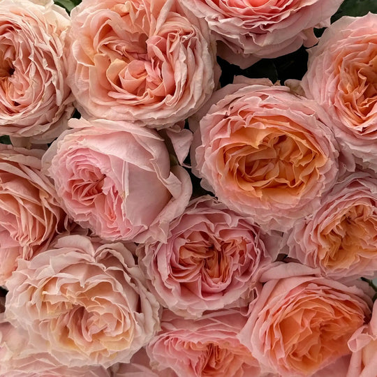 Georgia Peach™ Soft White & Peach Rose | April & Ashley