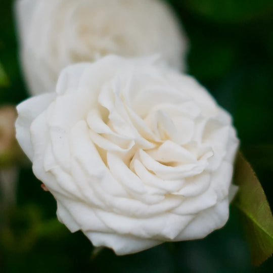 Potted Rose Bush Collection | April & Ashley – Page 2