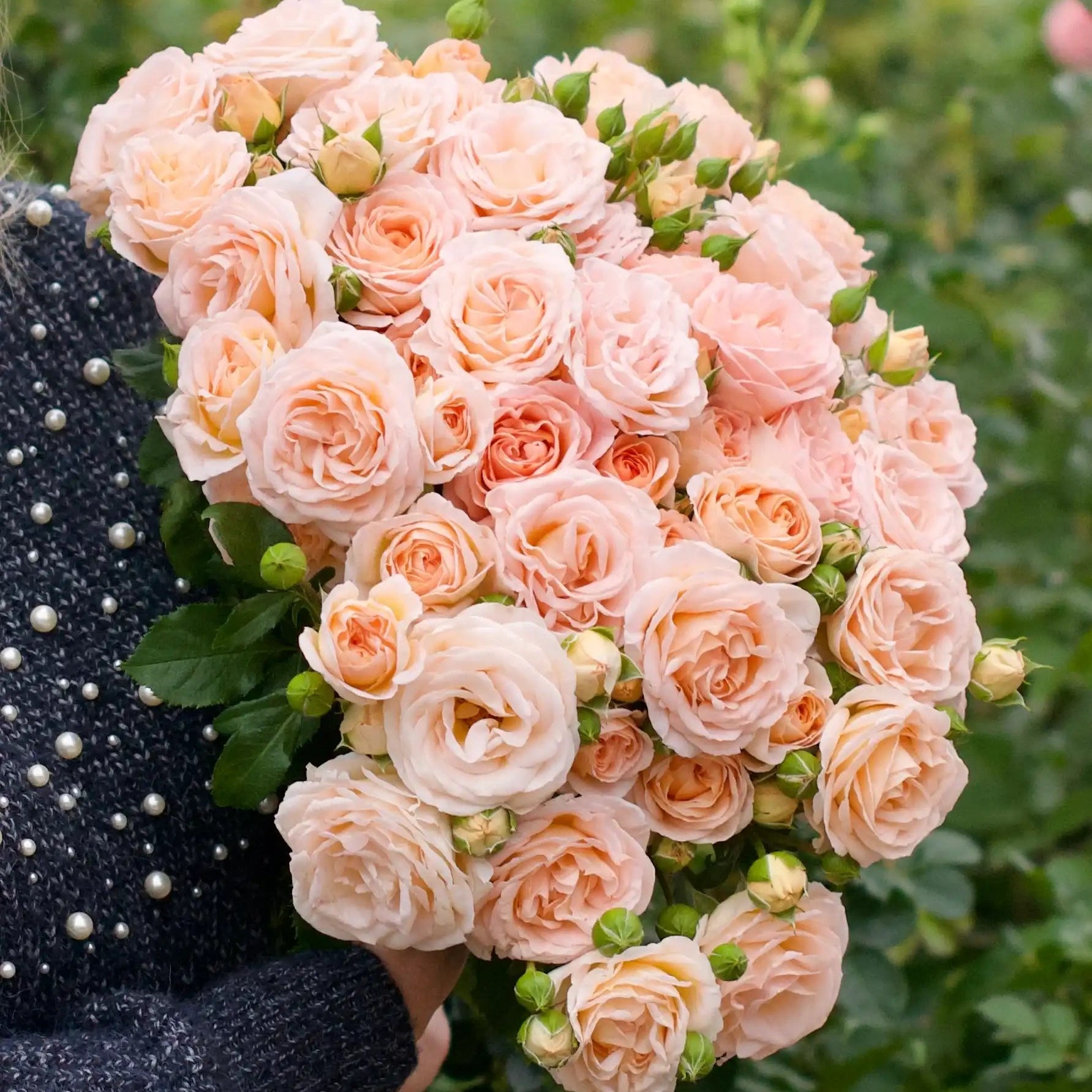 Julianne™ Apricot & Peach Rose | April & Ashley