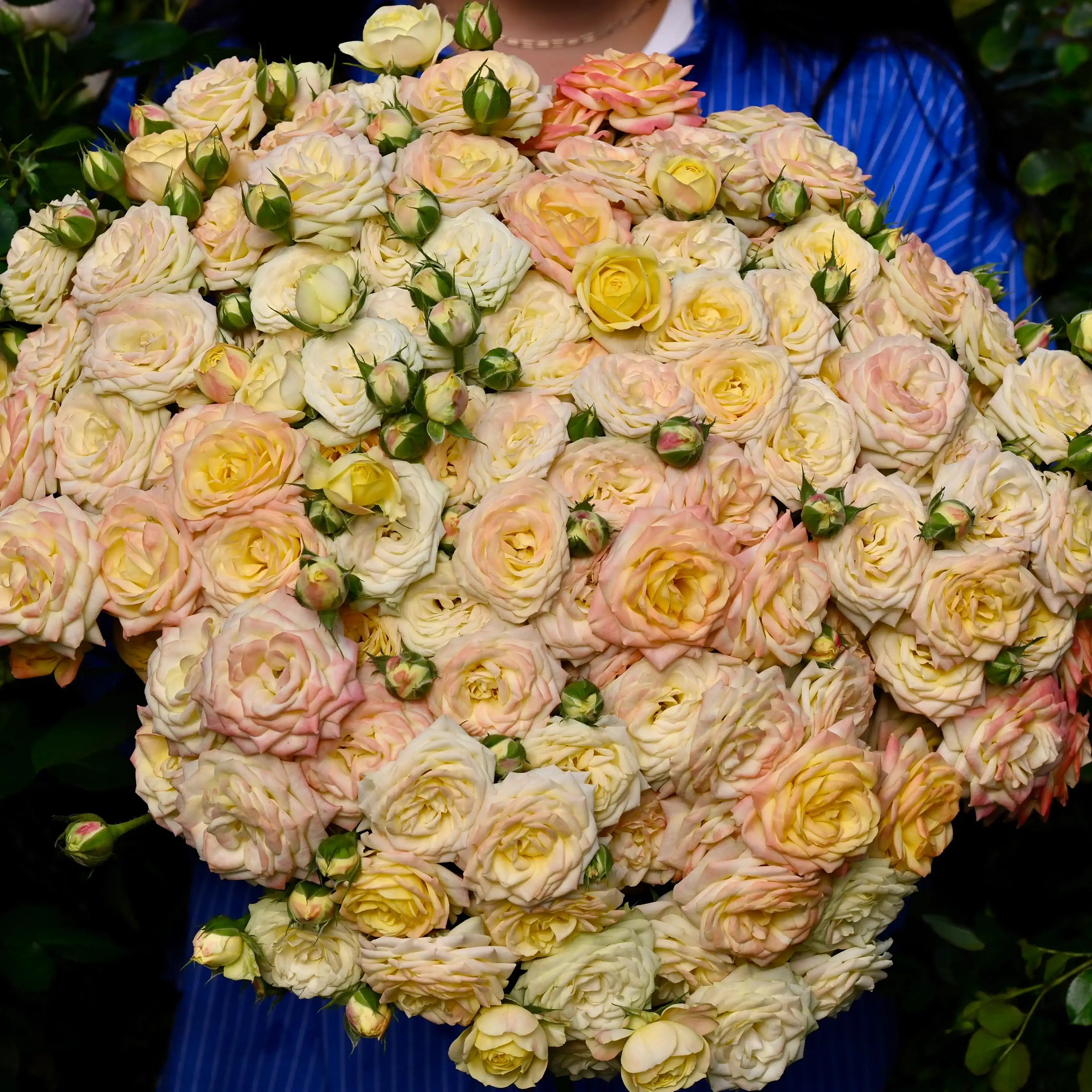 Lemon Chiffon™ – April & Ashley