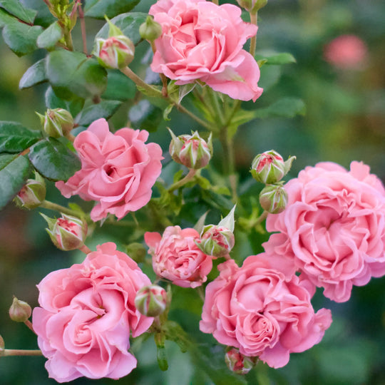 Shop Our Best-Selling Rose Bushes | April & Ashley