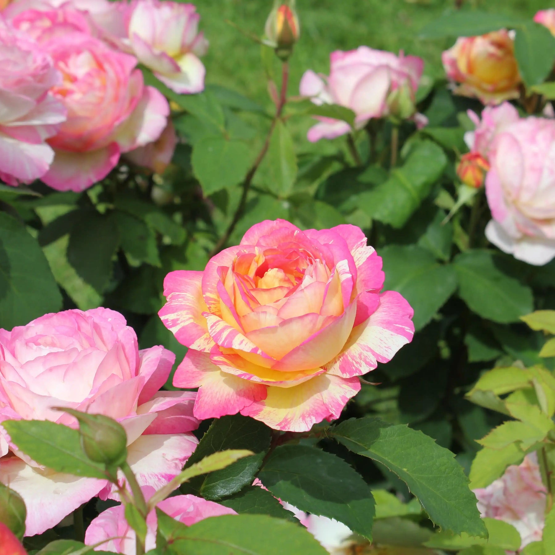 Marc Chagall® Baby Pink & Creamy White Rose | April & Ashley