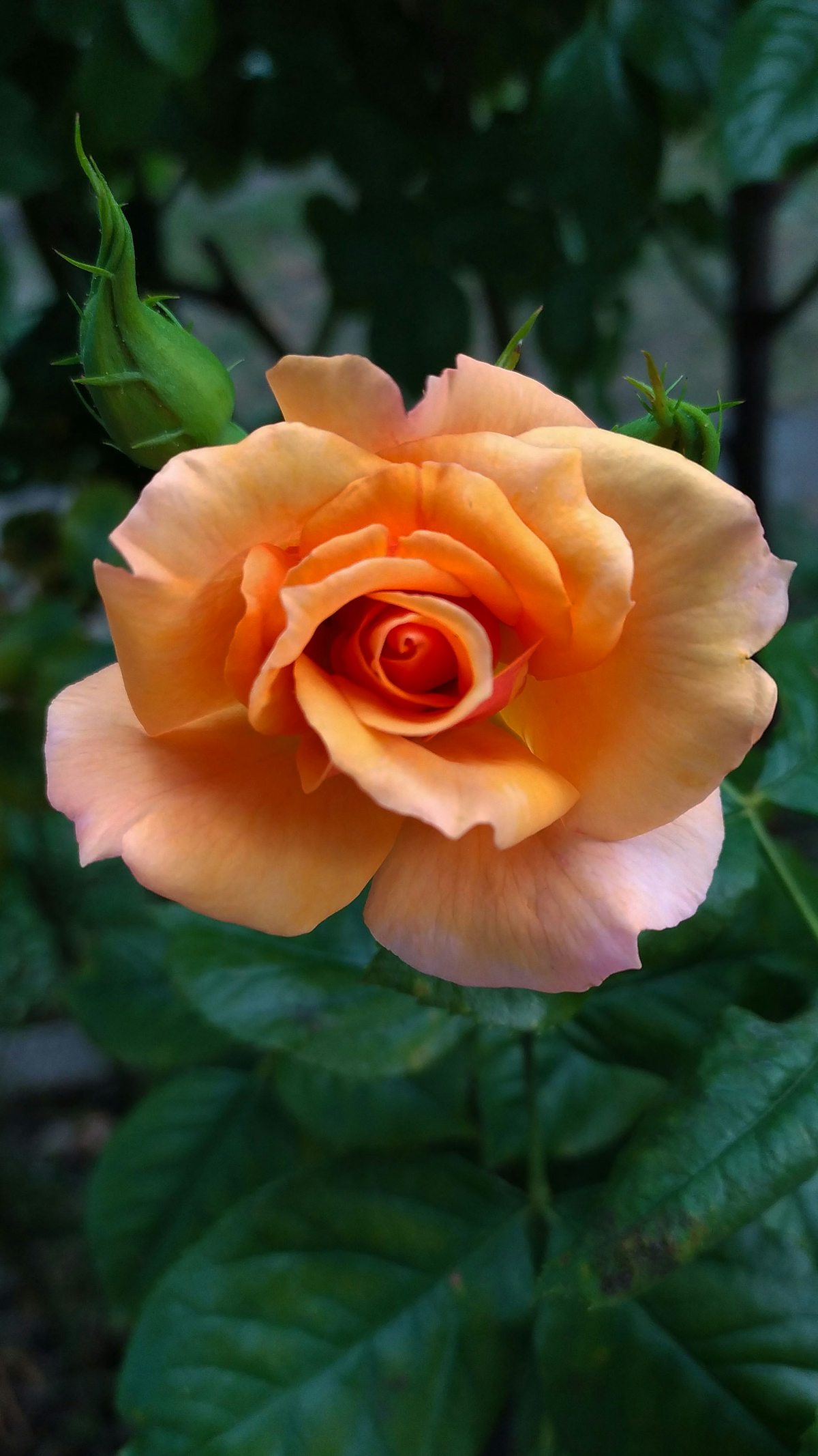 How to Grow & Support Climbing Rose Bushes | April & Ashley