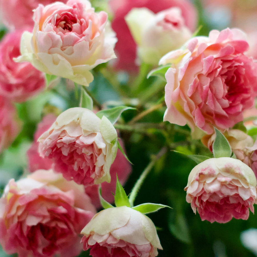 Perky Parasol™ Pale Green & Bright Pink Rose | April & Ashley