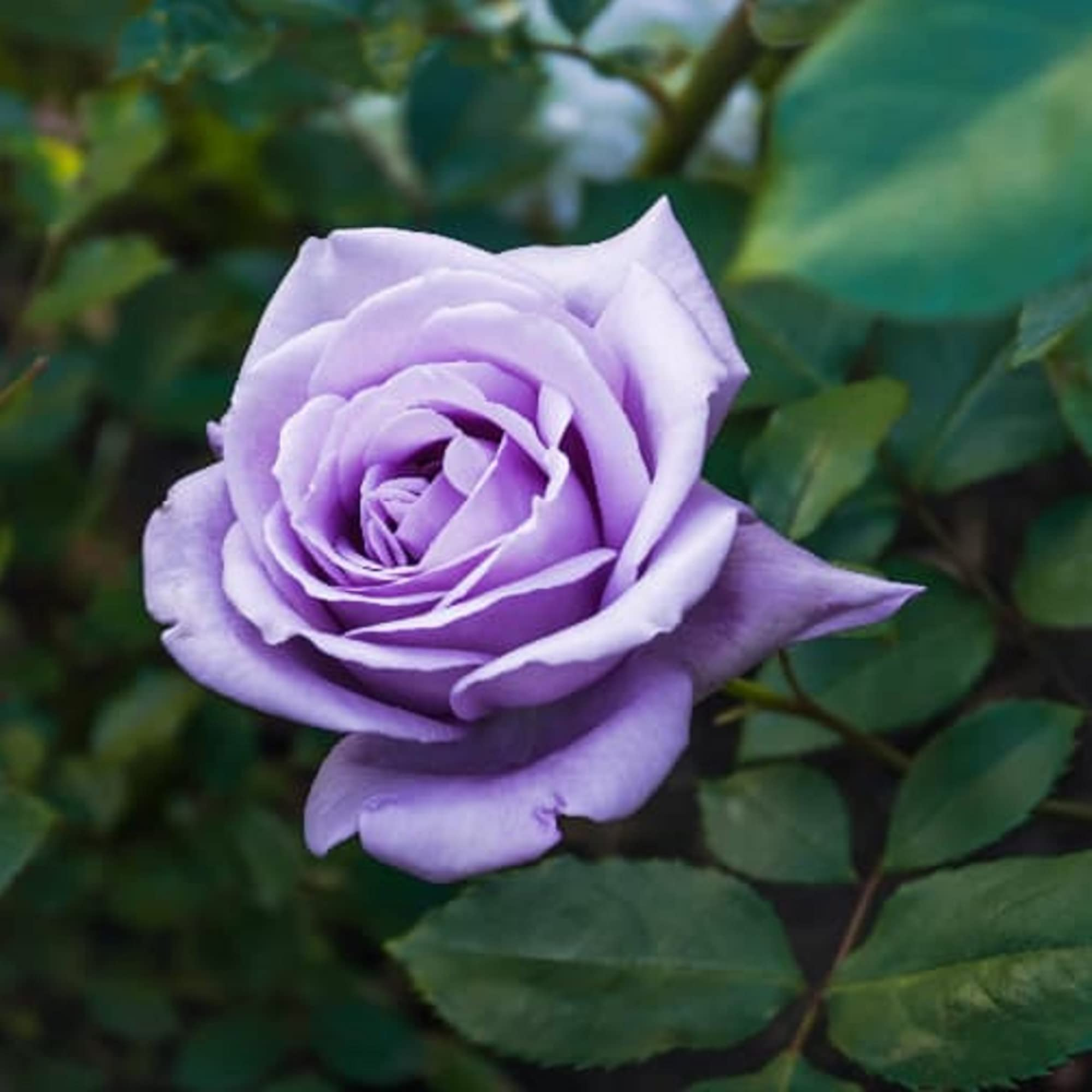 Hardiness Zones for Growing Roses | April & Ashley
