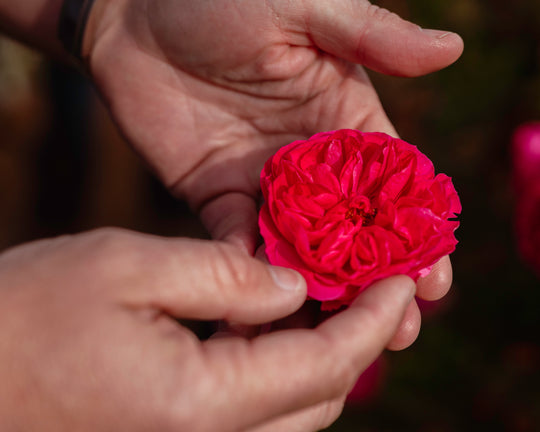Our Farms: Francis Roses | April & Ashley