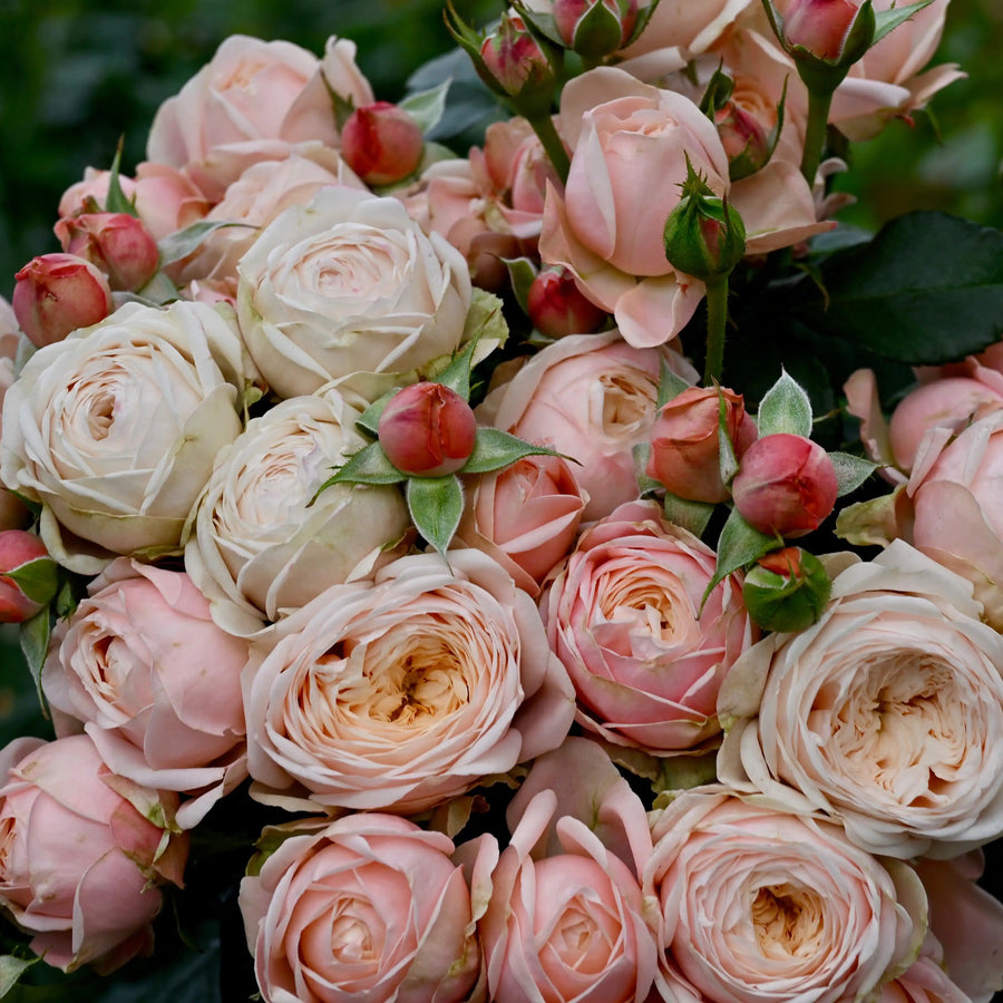 Potted Rose Bush Collection | April & Ashley – Page 4