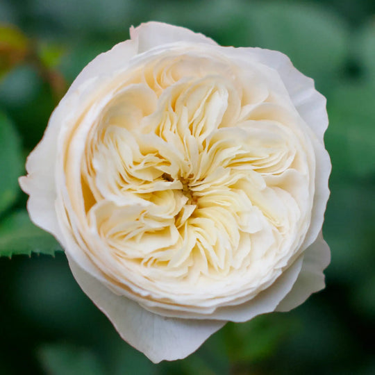 Shop Our Best-Selling Rose Bushes | April & Ashley