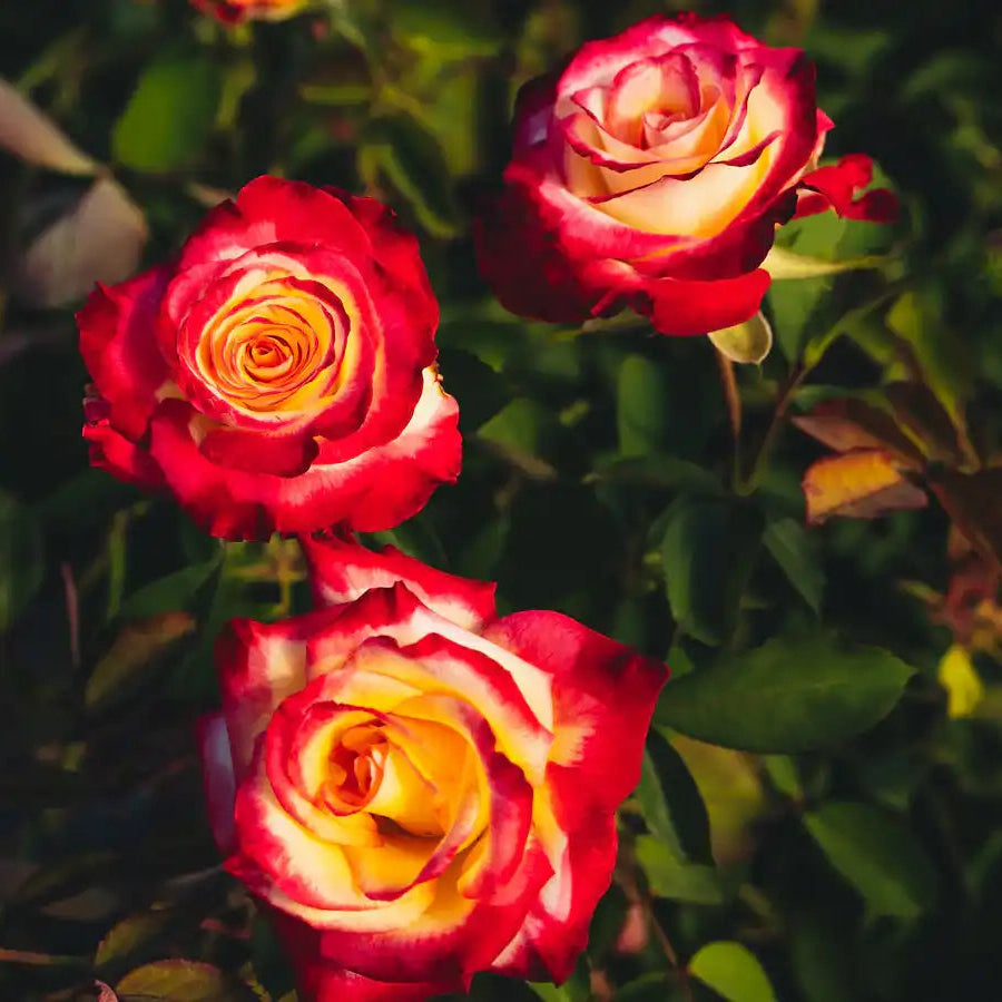 Strawberry Lemonade™ Ruby Red & Yellow Rose | April & Ashley