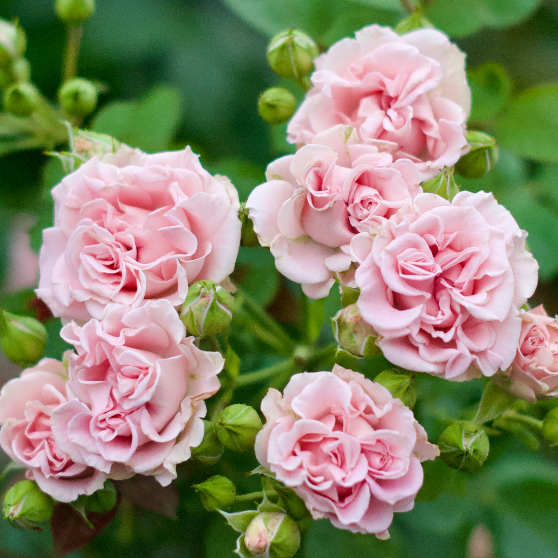 Sweet Flow™ Off-White & Pastel Pink Rose | April & Ashley