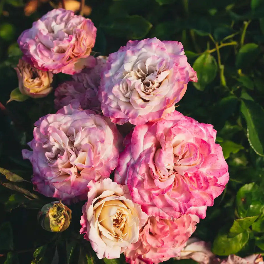 Hybrid Tea Rose Bush Collection | April & Ashley