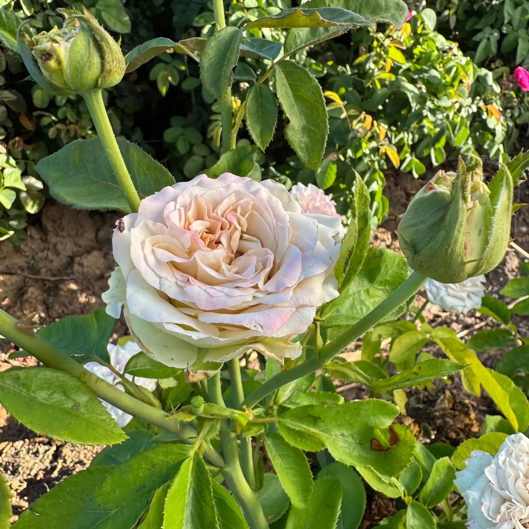 Westminster Abbey!™ White & Lavender-Grey Rose | April & Ashley