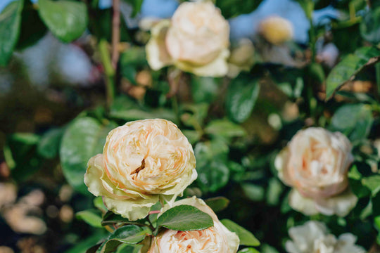 Grandiflora Rose Bush Collection | April & Ashley