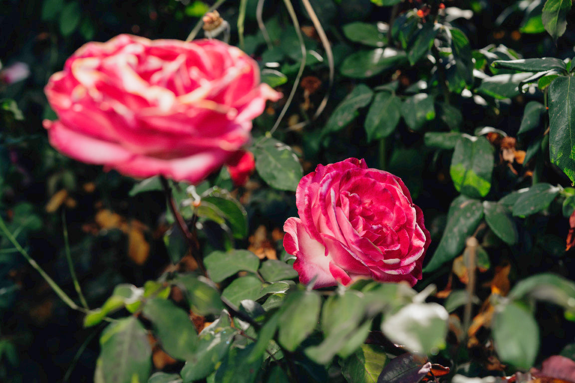 Patsy Cline™ – April & Ashley