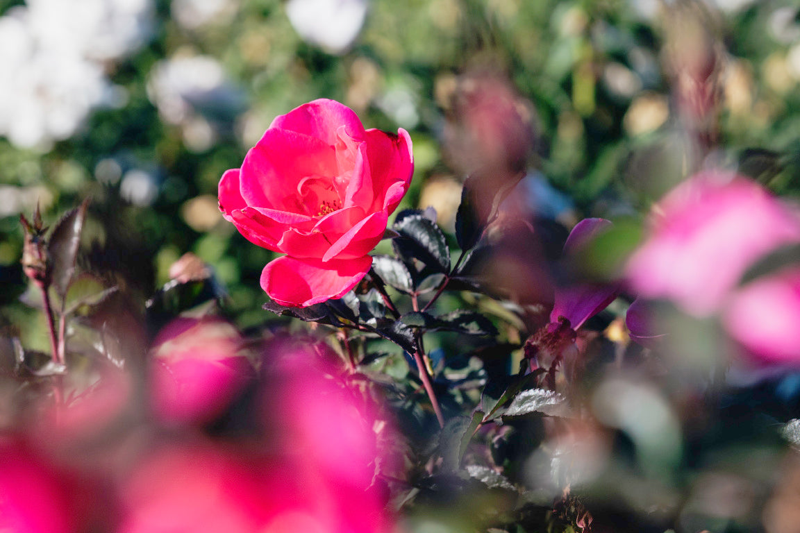 Pink Miracle™ – April & Ashley