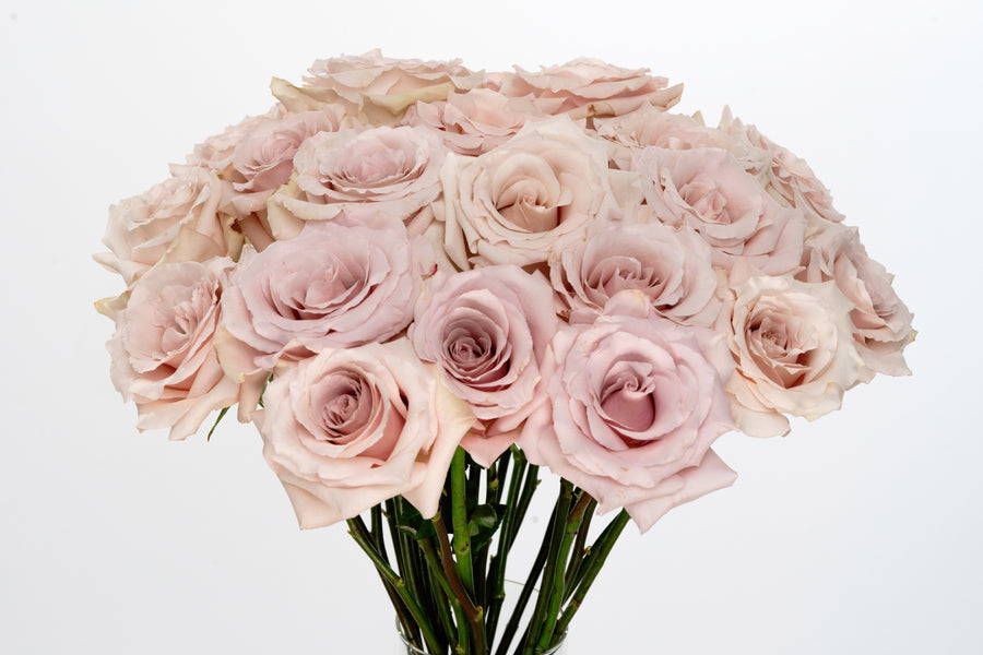 Quicksand® Pastel Pink & Soft Lavendar Rose | April & Ashley