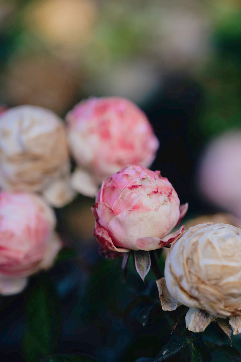 Rosa Lady Ella™ – April & Ashley